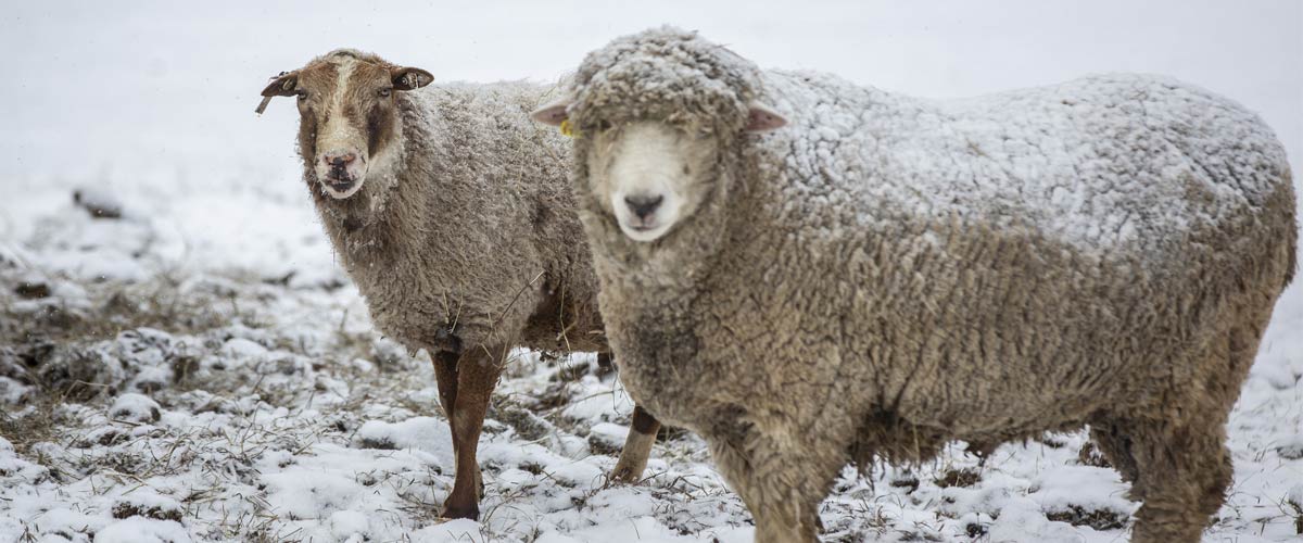 Sheep Shearing at Gale Woods Farm - Thrifty Minnesota