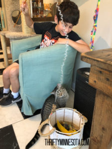 The Cafe Meow - Minneapolis' Own Cat Cafe! - Thrifty Minnesota