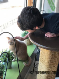 The Cafe Meow - Minneapolis' Own Cat Cafe! - Thrifty Minnesota