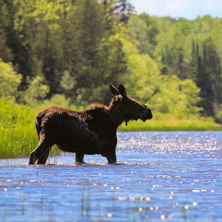 Moose Madness Family Festival in Grand Marais - Thrifty Minnesota