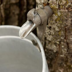 Maple Syrup Events in Minnesota - Thrifty Minnesota
