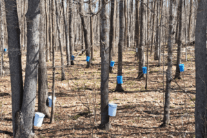 Maple Syrup Events in Minnesota - Thrifty Minnesota
