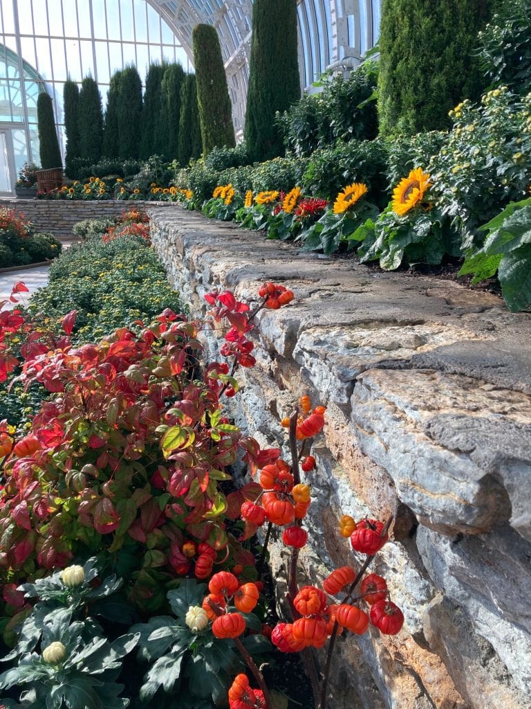 Como Fall Flower Show - Thrifty Minnesota