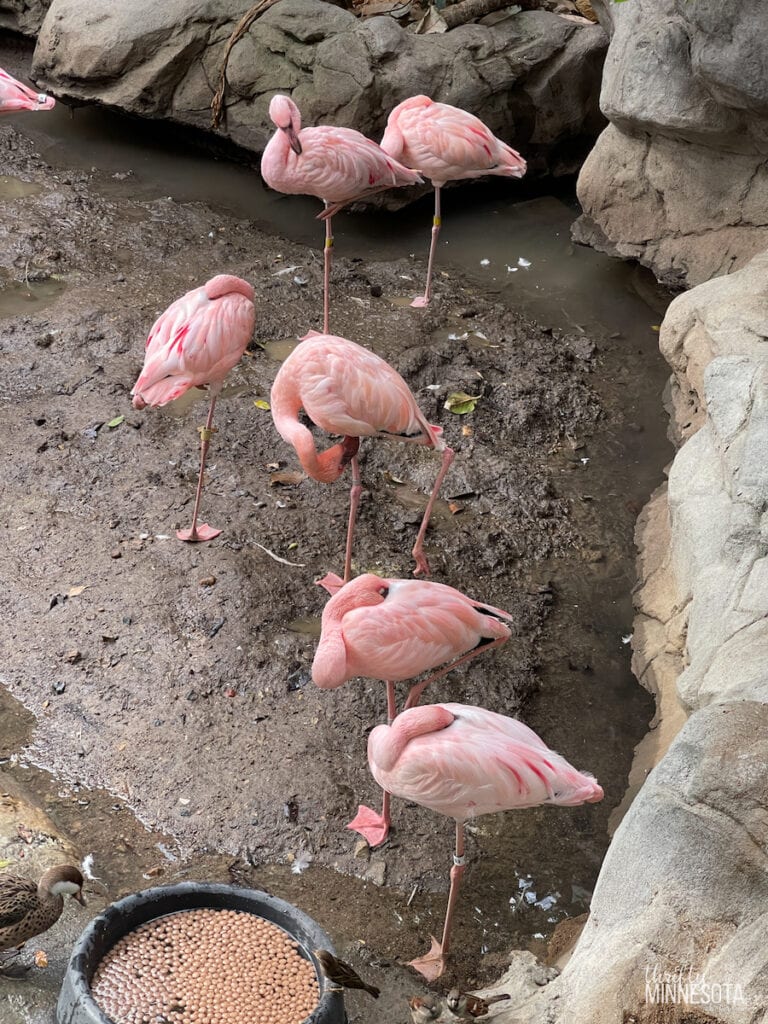 Spring is here at the Minnesota Zoo + Ticket Giveaway - Thrifty Minnesota