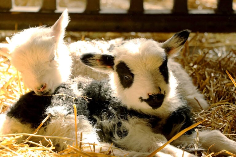 Farm Babies at the Minnesota Zoo – April 25 through May 17 - Thrifty ...