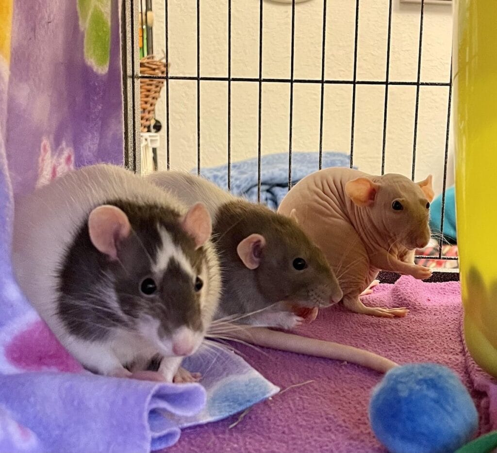 MN Pocket Pet Rescue 10th Birthday Bash - Thrifty Minnesota