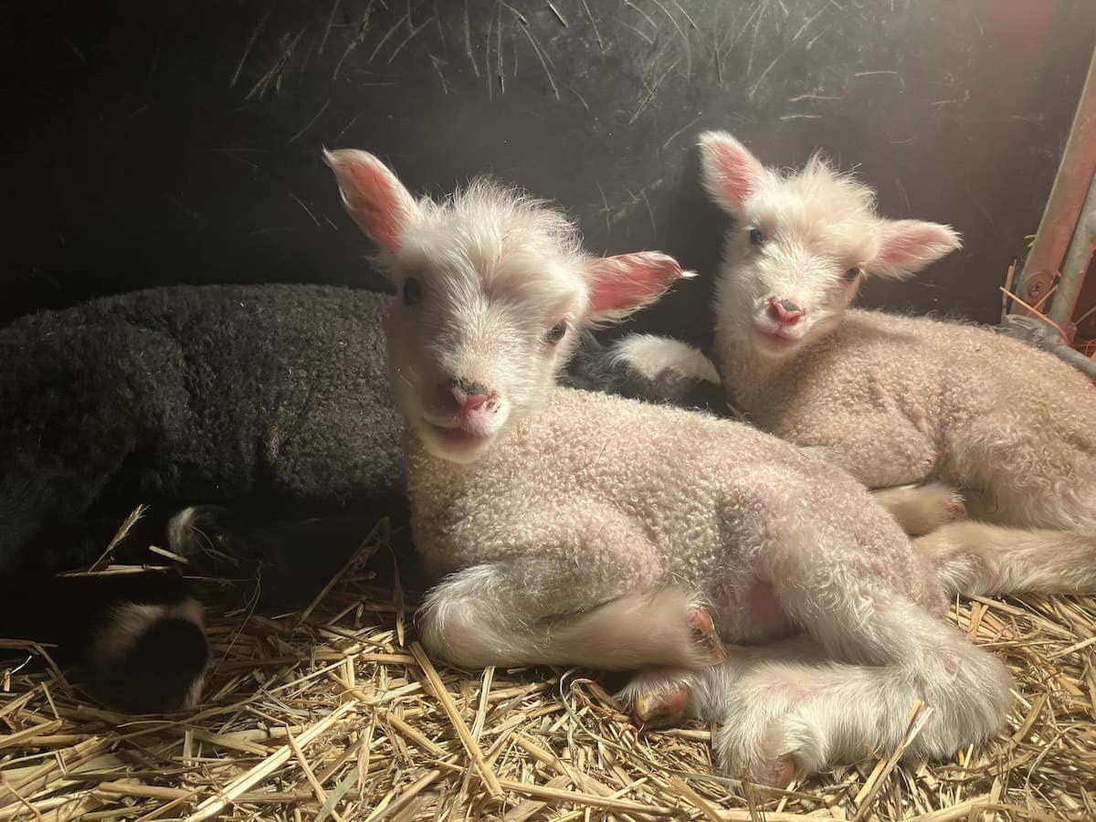 Saturday Mornings at Gale Woods Farm in Minnetrista - Thrifty Minnesota