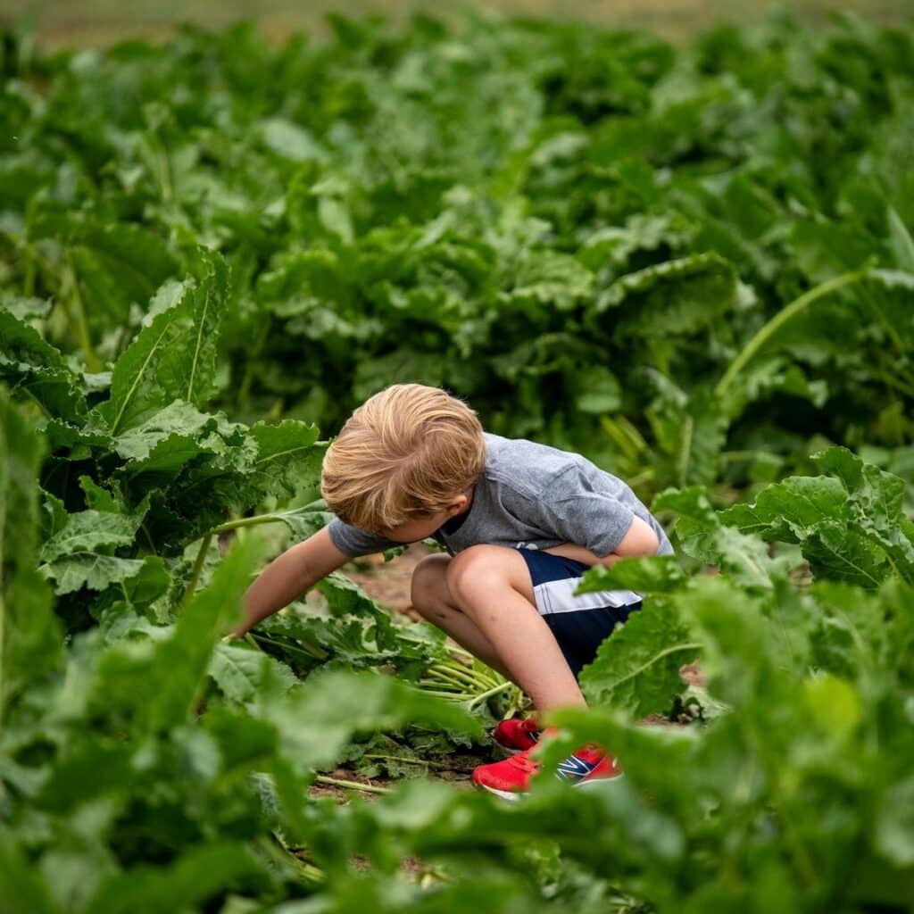 Field Fest at the Minnesota Landscape Arboretum - Thrifty Minnesota
