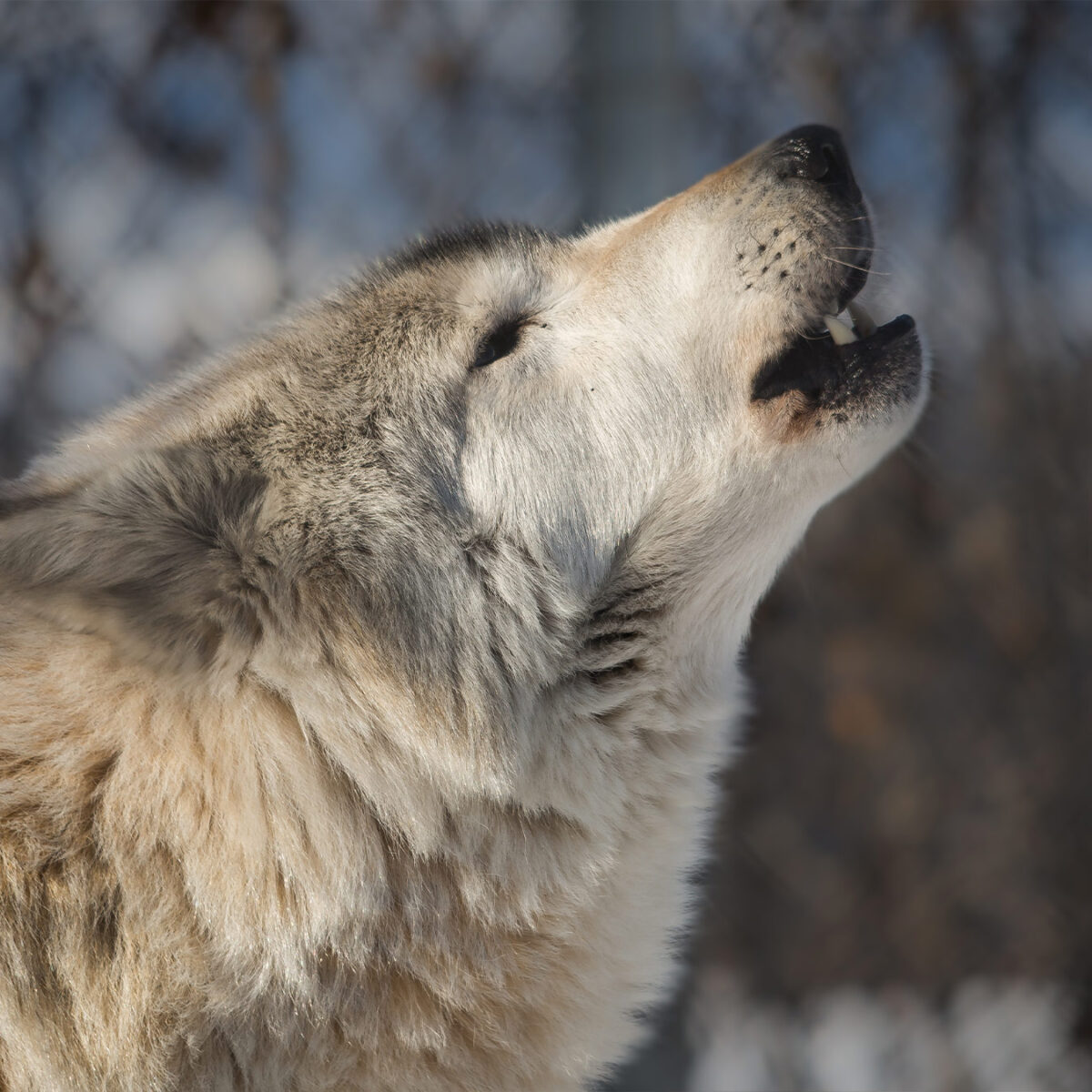 Wolf Awareness Weekend at Como Zoo - Thrifty Minnesota