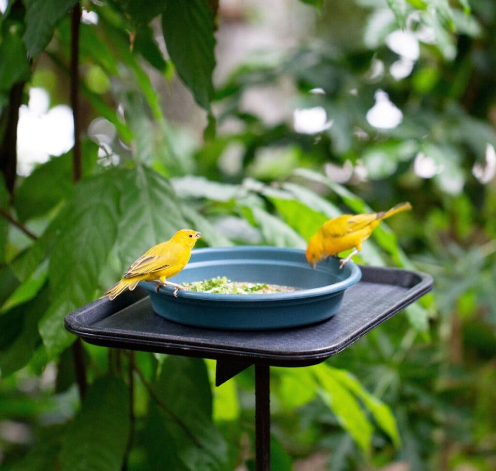 Tropical Oasis Weekend at Como Park Zoo and Conservatory - Thrifty ...