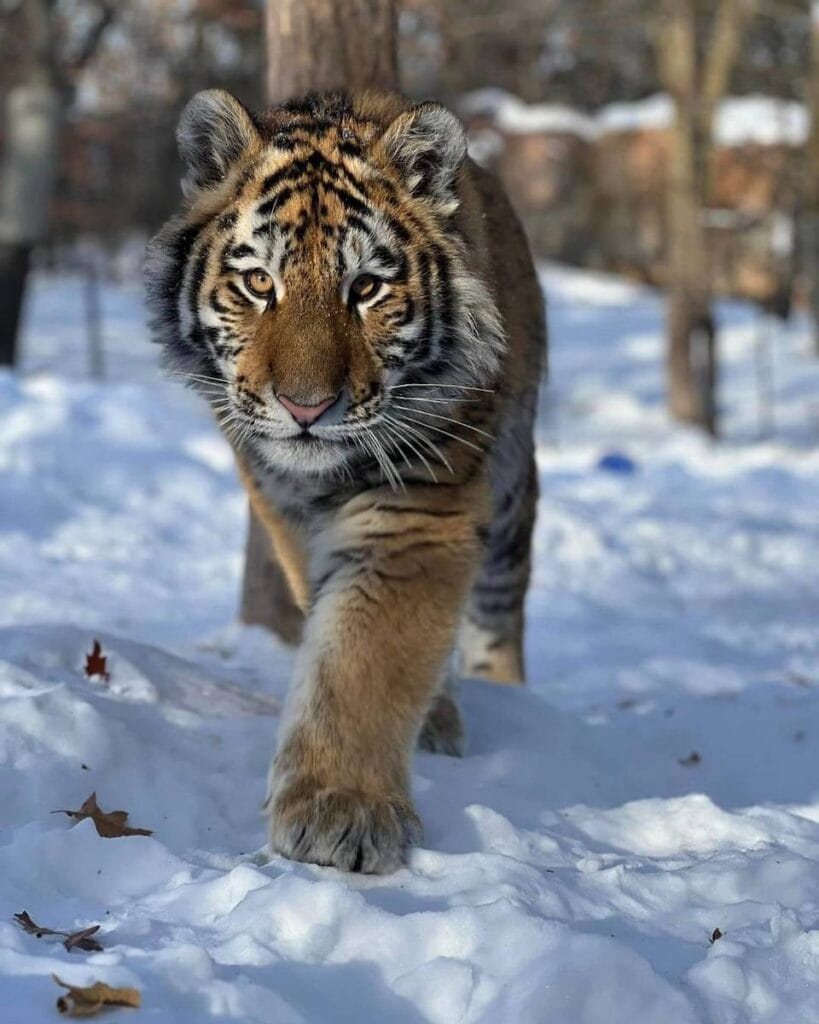 Winter at the Minnesota Zoo - Thrifty Minnesota