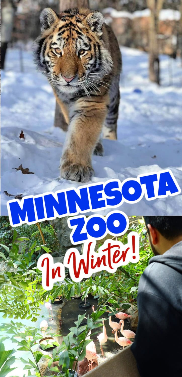 Winter at the Minnesota Zoo - Thrifty Minnesota