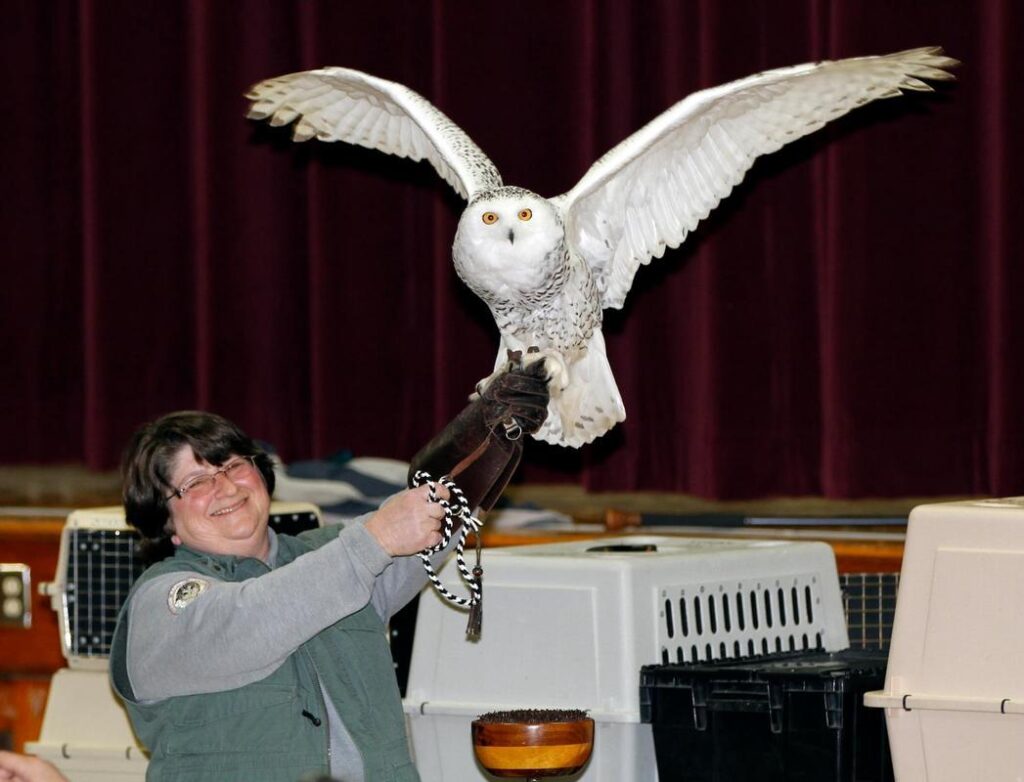 International Festival of Owls in Houston, MN - Thrifty Minnesota