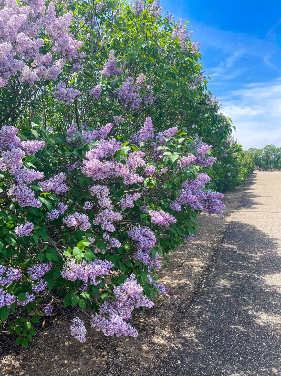 Lilac Labyrinth - Peak Spring Beauty in Cold Spring - Thrifty Minnesota