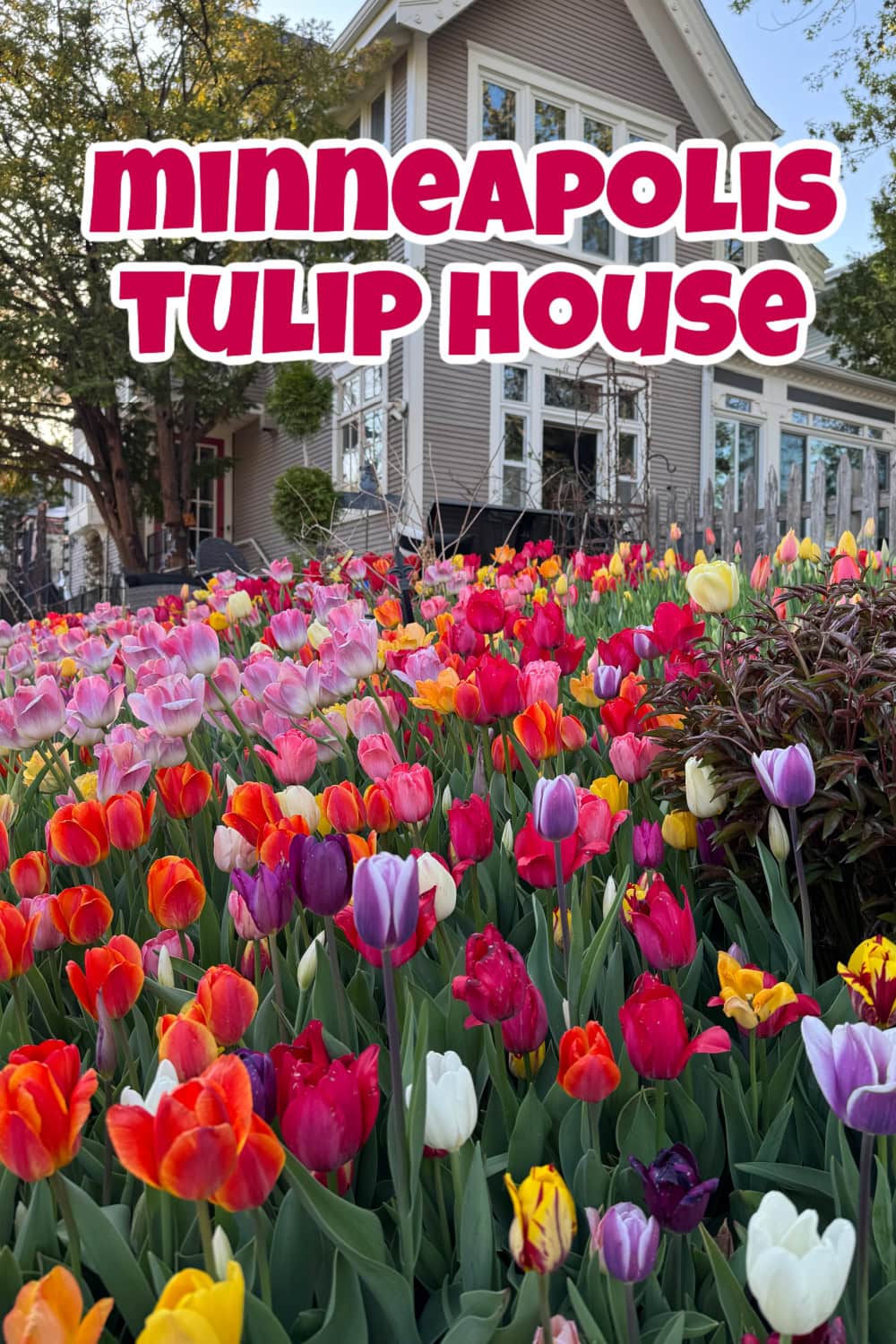 Minneapolis Tulip House - Beauty in Full Bloom - Thrifty Minnesota