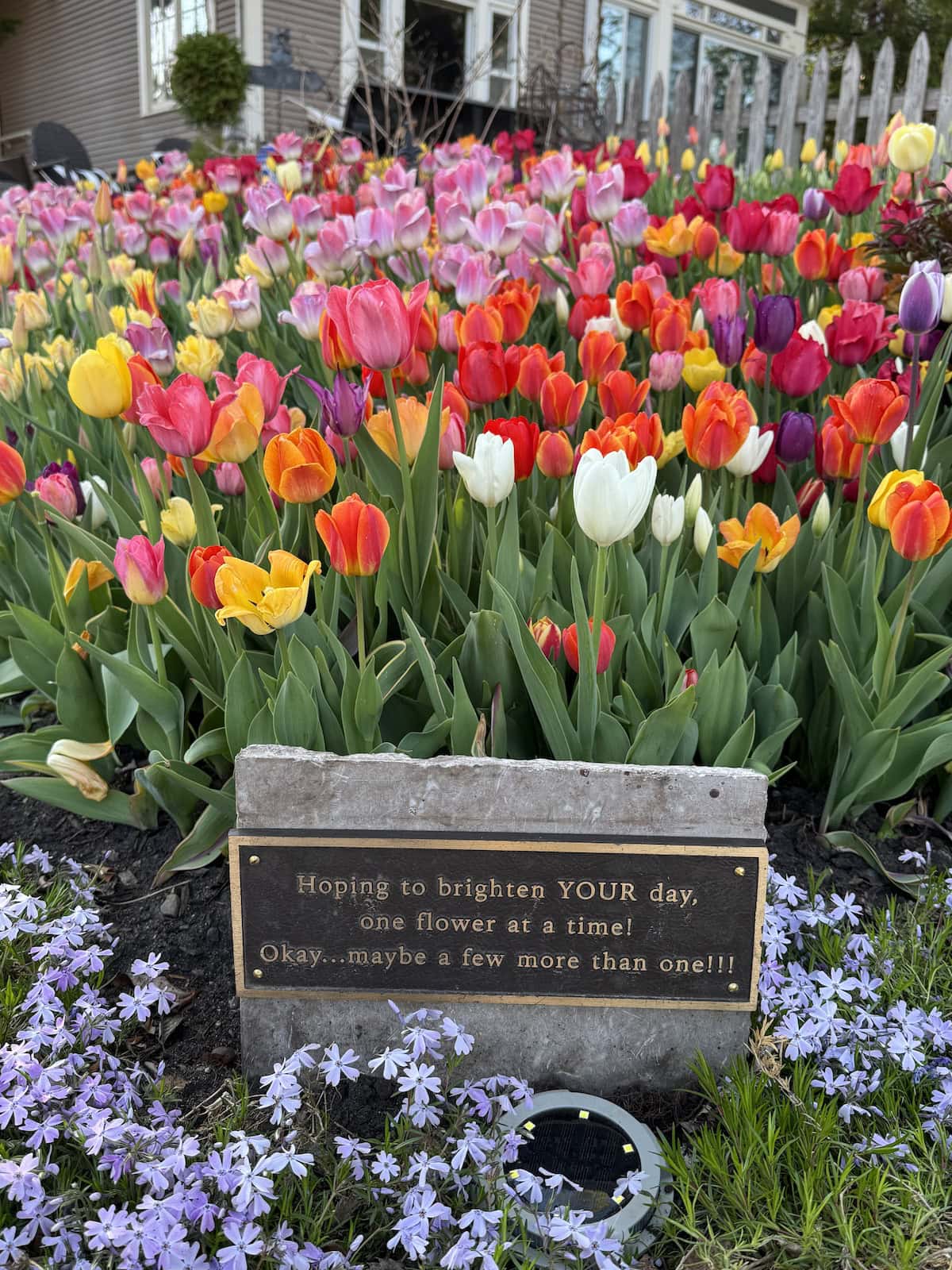 Minneapolis Tulip House - Beauty in Full Bloom - Thrifty Minnesota