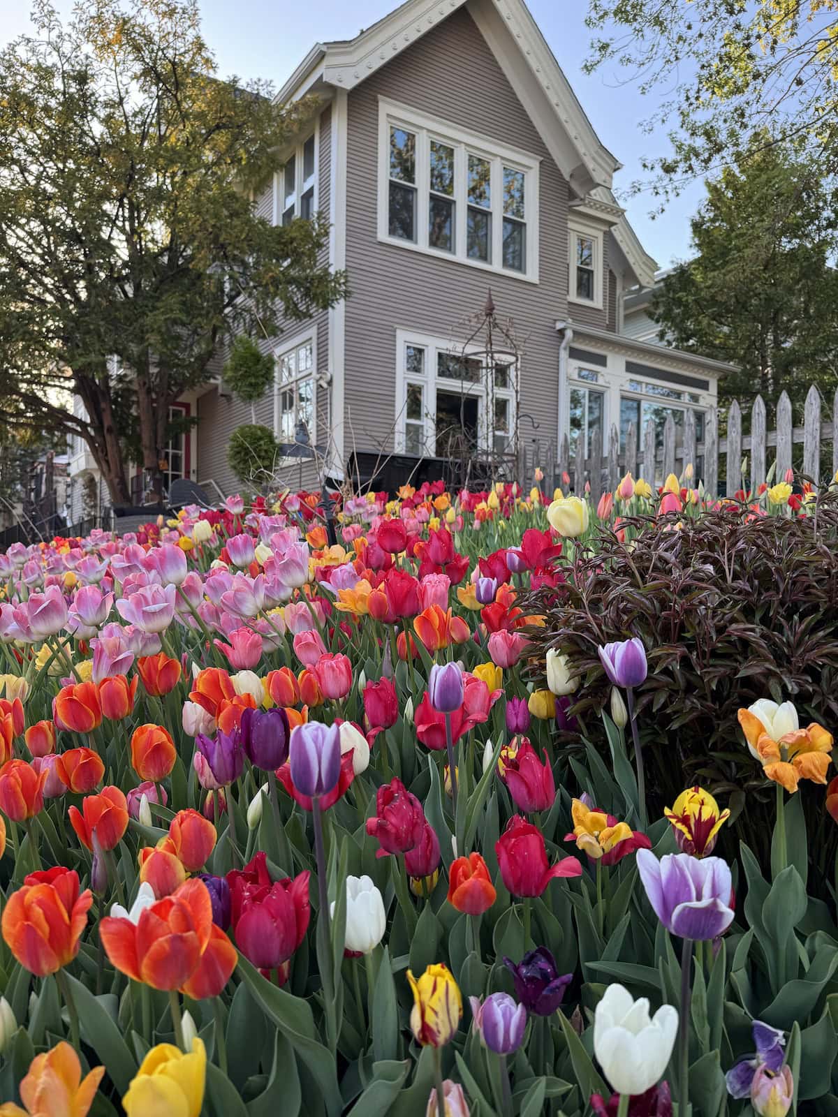 Minneapolis Tulip House - Beauty in Full Bloom - Thrifty Minnesota