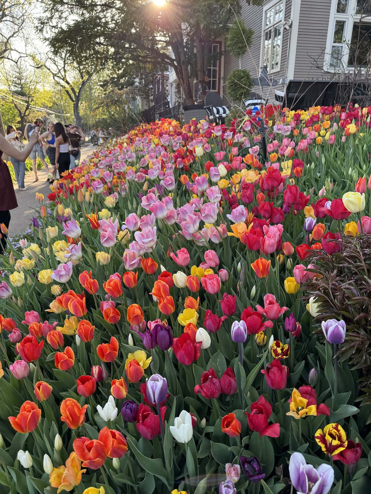 Minneapolis Tulip House - Beauty in Full Bloom - Thrifty Minnesota