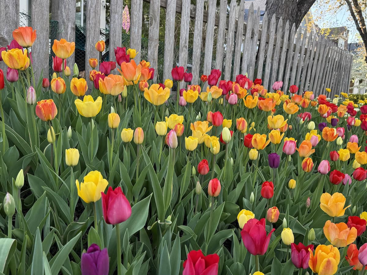 Minneapolis Tulip House - Beauty in Full Bloom - Thrifty Minnesota